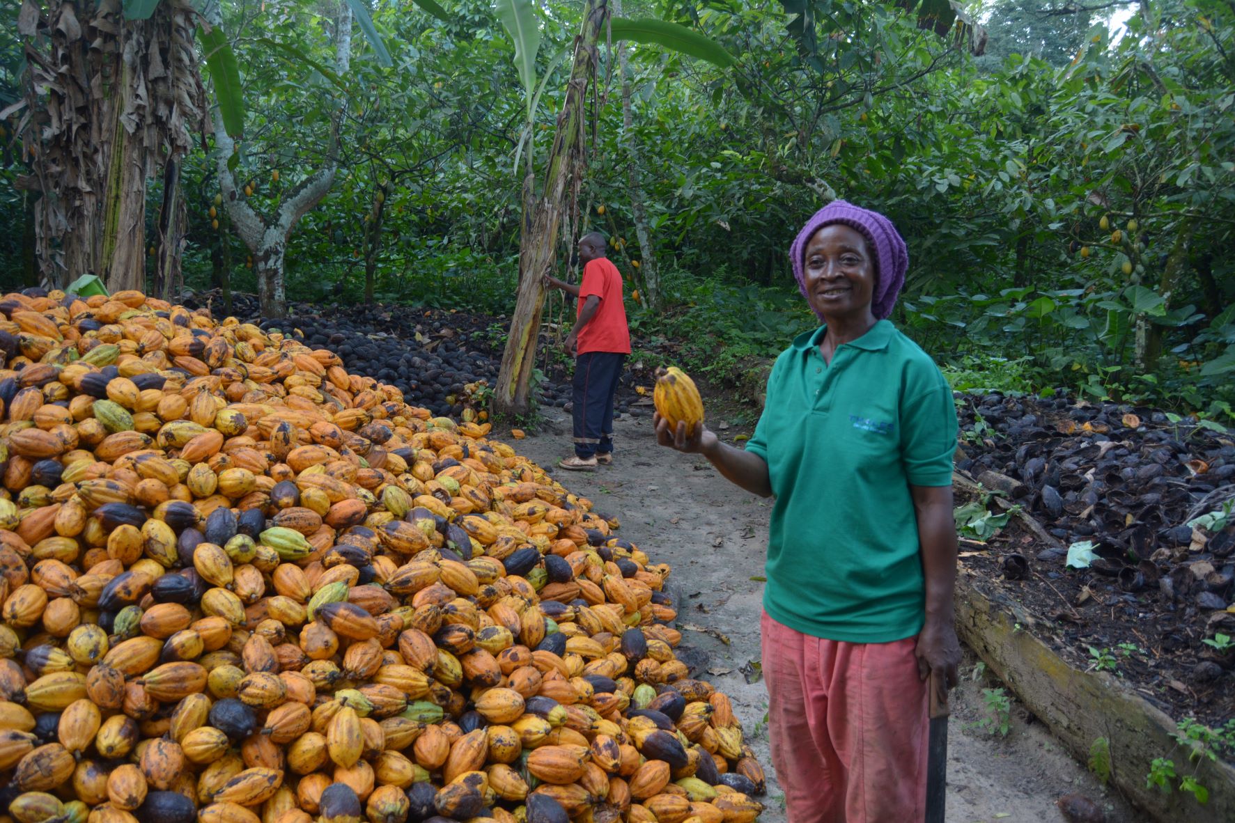 Top 10 African countries with intense Cocao production 2024 - The World Countries