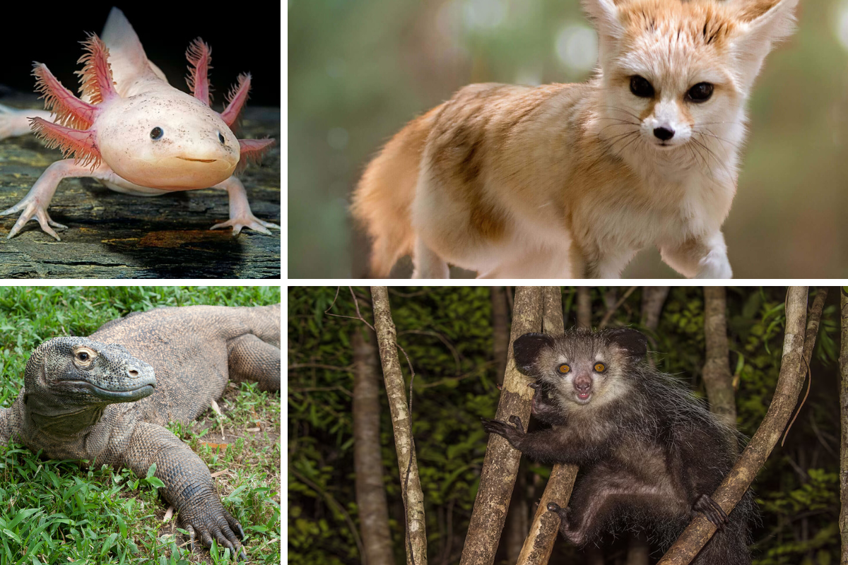 Top 10 Most Interesting Animals in the World - The World Countries